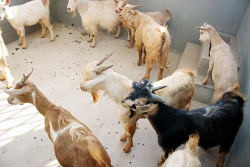 Elevage des petits ruminants : Mise en place d’un centre multiplicateur ...
