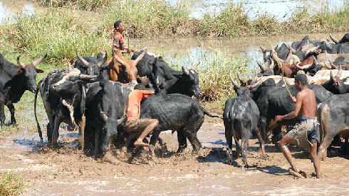 Dahalo : Réseaux protégés par une mafia en col blanc