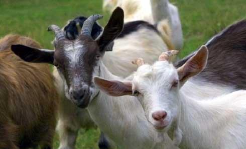 Elevage de petits ruminants : Appui aux acteurs dans le Sud