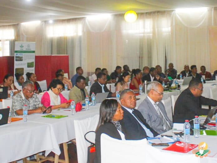 Filière riz : Production à grande échelle des semences de qualité