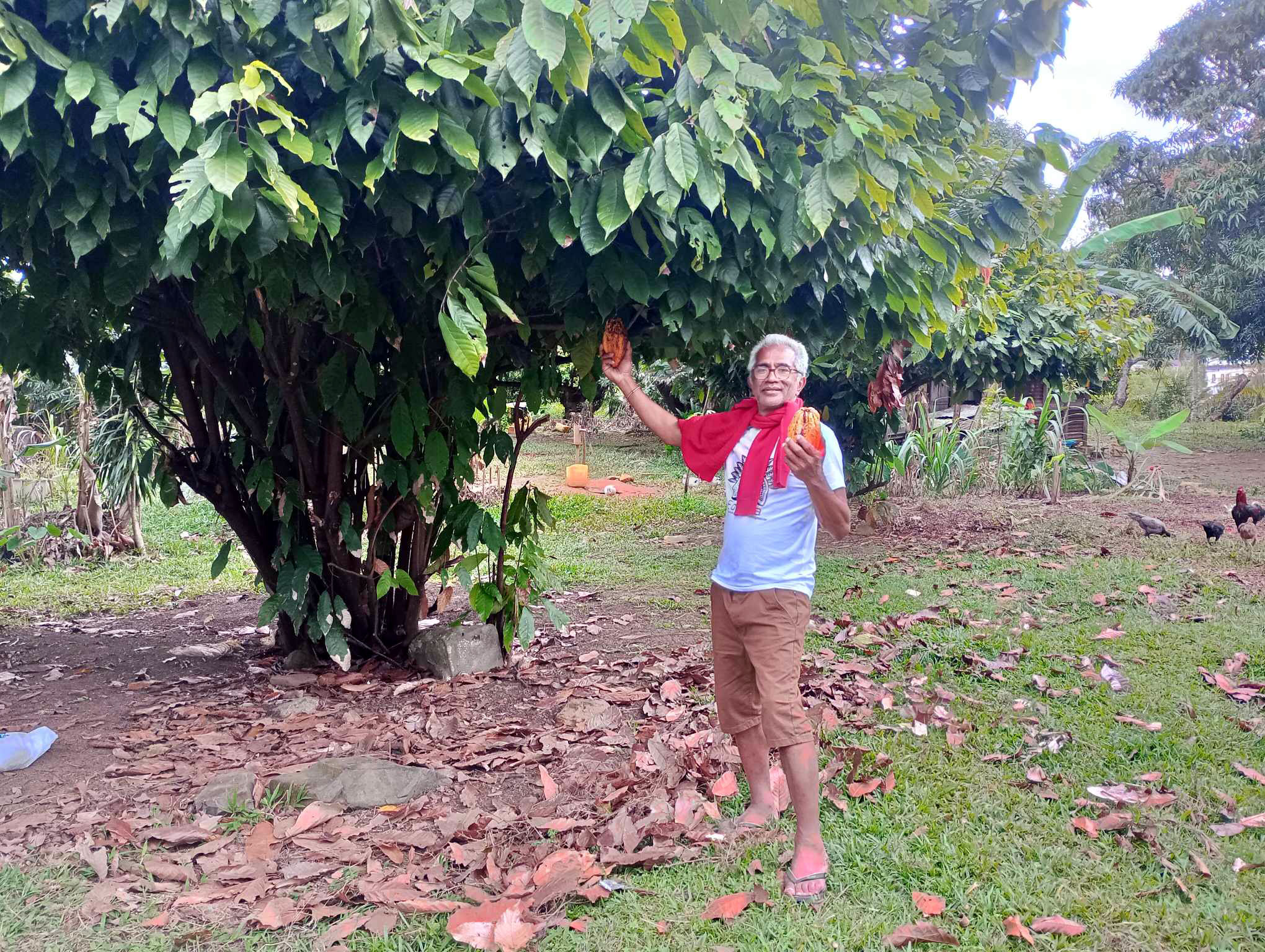 Matière première : Les fèves de cacao à 35 000 Ar le kilo
