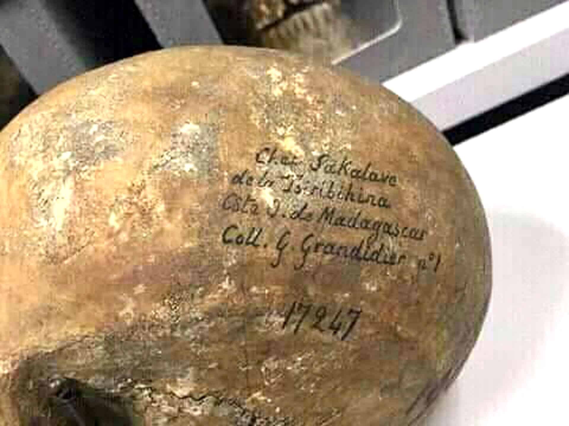 Patrimoine : La restitution du crâne du roi Toera en 2025