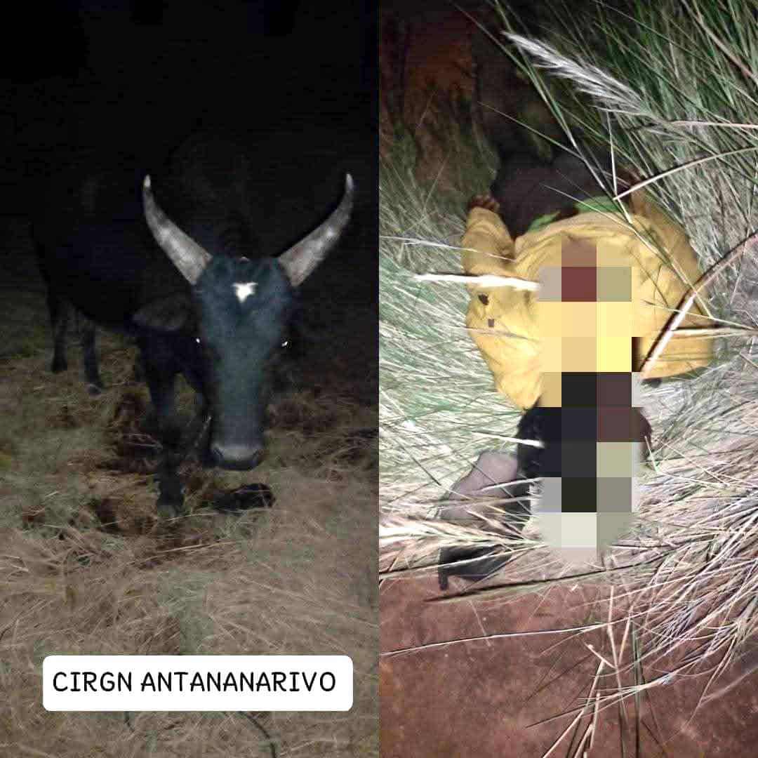 Tsiroanomandidy : Mpangalatr’omby maty voatifitra