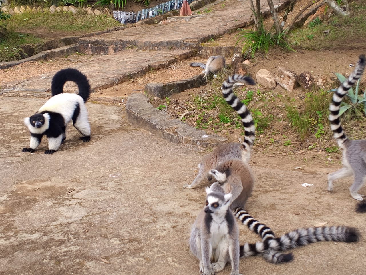 NOSY SOA PARK Mantasoa : une île sortie des cendres, devenue havre de ...